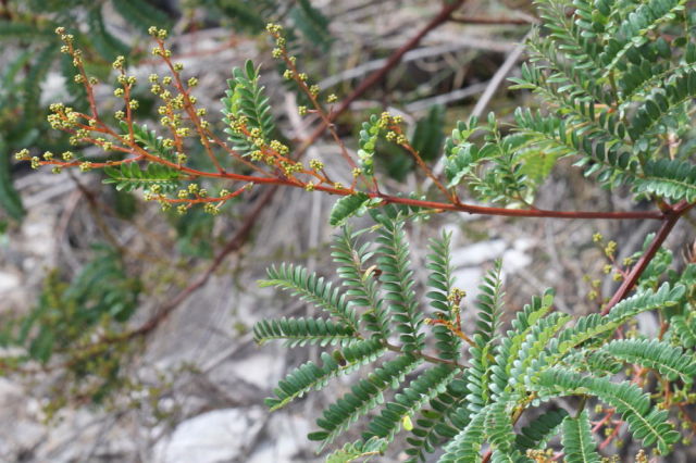 Acacia terminalis | NB Plant Areas