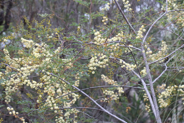 Acacia terminalis | NB Plant Areas