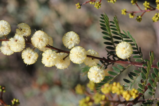 Acacia terminalis | NB Plant Areas