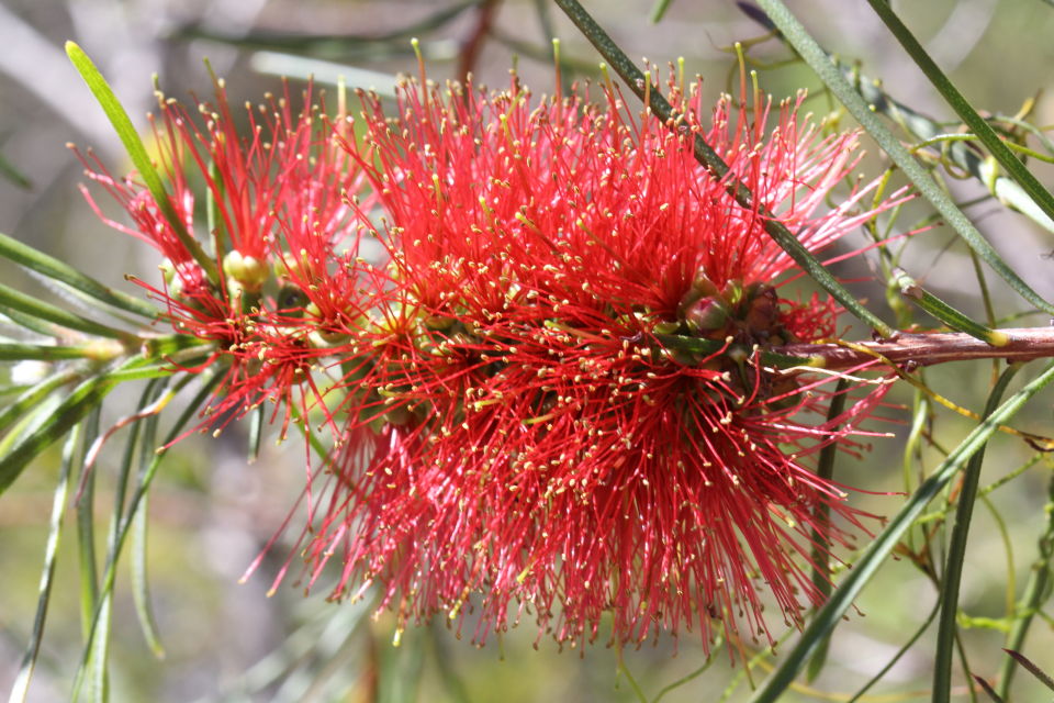 Callistemon linearis | NB Plant Areas