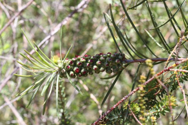 Callistemon linearis | NB Plant Areas