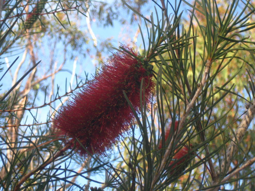Callistemon linearis | NB Plant Areas