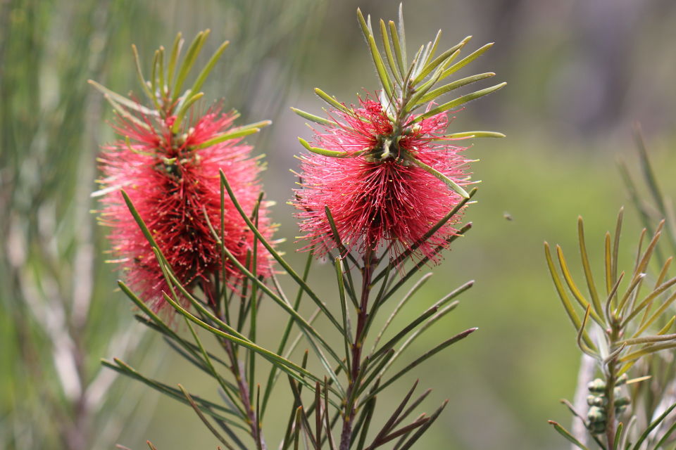 Callistemon linearis | NB Plant Areas