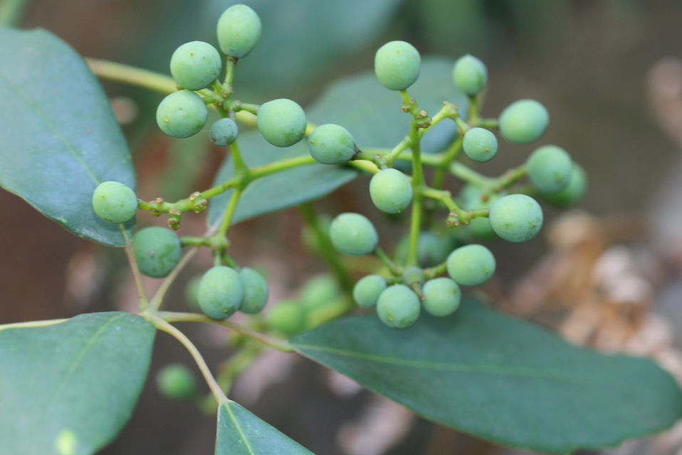 Cissus hypoglauca | NB Plant Areas
