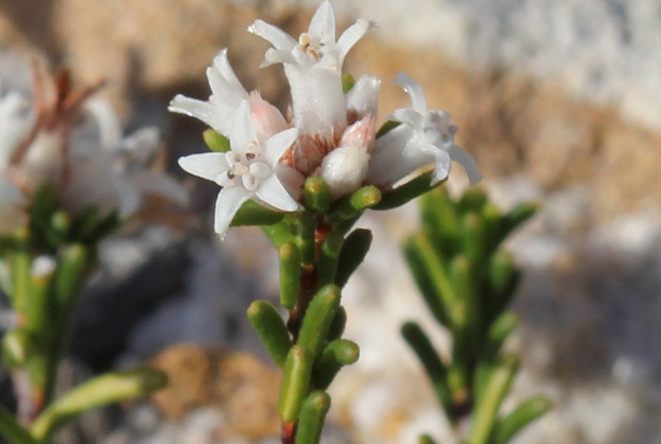 Cryptandra ericoides | NB Plant Areas