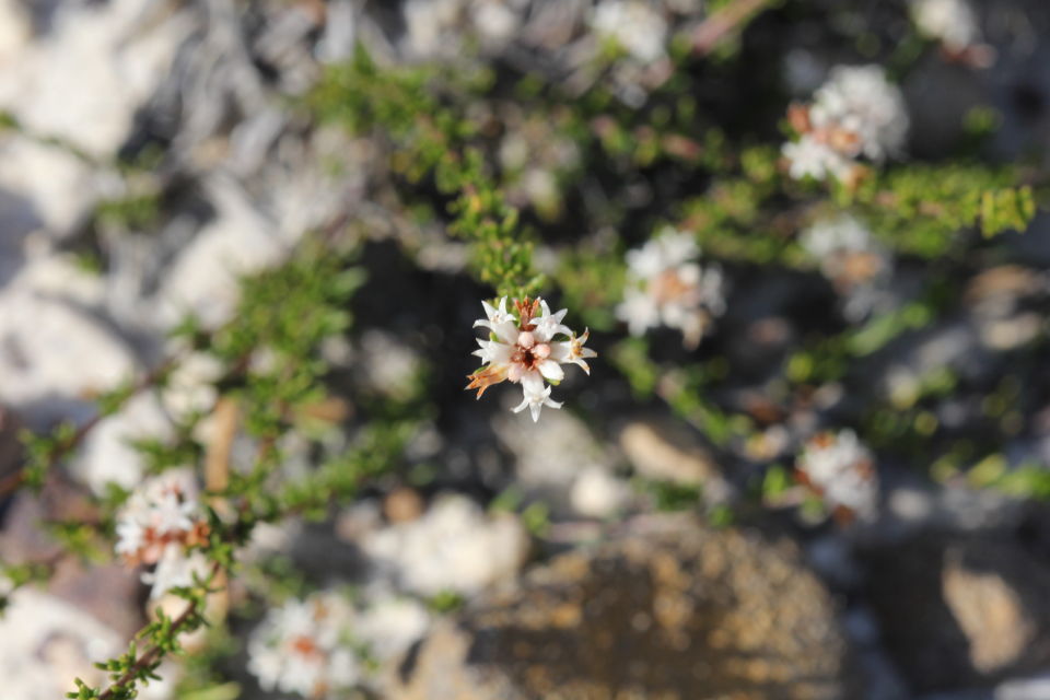 Cryptandra ericoides | NB Plant Areas