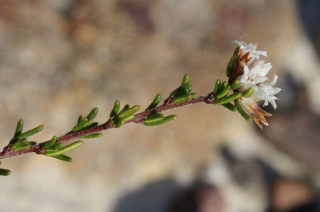 Cryptandra ericoides | NB Plant Areas