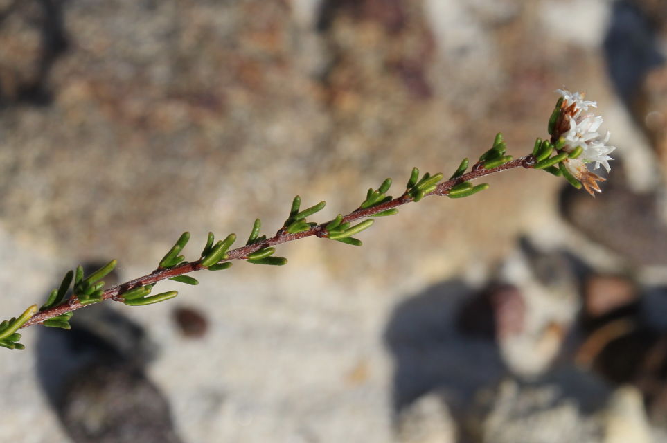 Cryptandra ericoides | NB Plant Areas