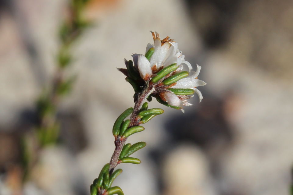 Cryptandra ericoides | NB Plant Areas