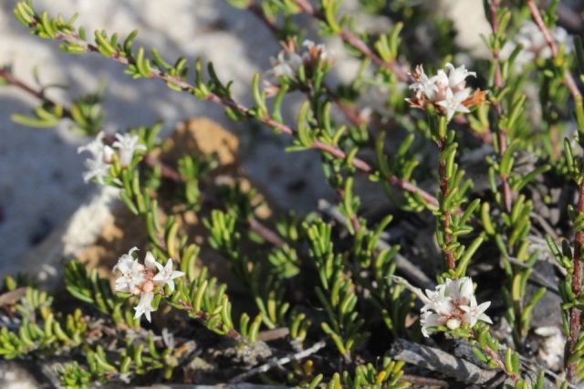 Cryptandra ericoides | NB Plant Areas