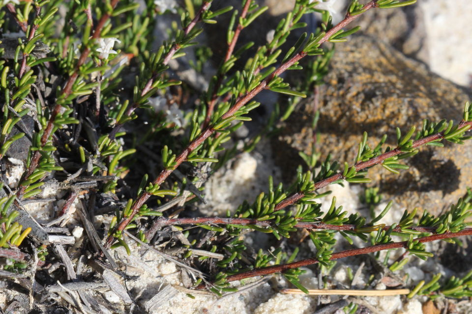 Cryptandra ericoides | NB Plant Areas