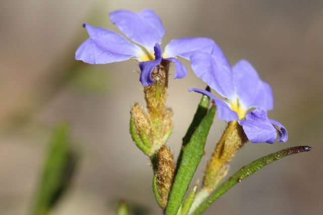 Dampiera stricta | NB Plant Areas