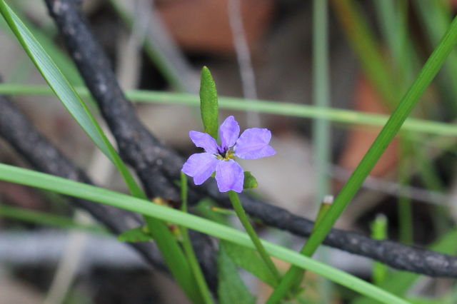 Dampiera stricta | NB Plant Areas
