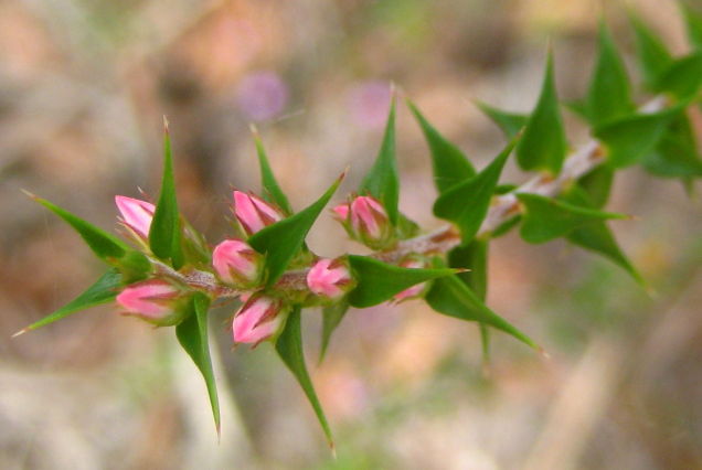 Epacris pulchella | NB Plant Areas