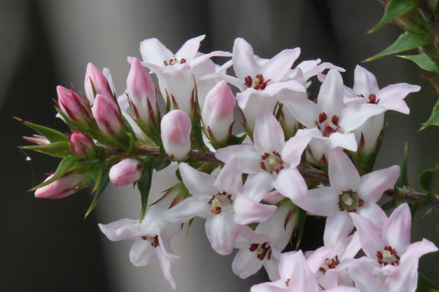 Epacris pulchella | NB Plant Areas