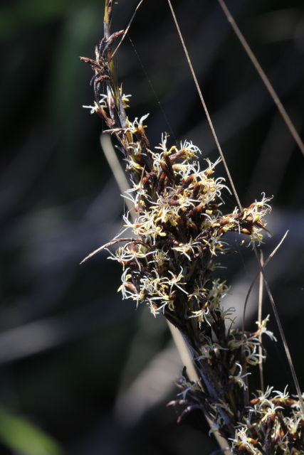 Gahnia | NB Plant Areas