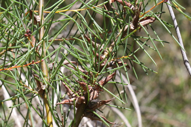Hakea teretifolia | NB Plant Areas