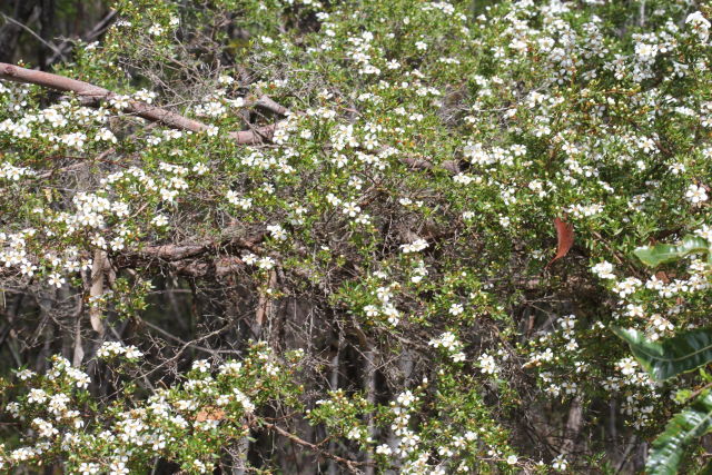 Leptospermum trinervium | NB Plant Areas