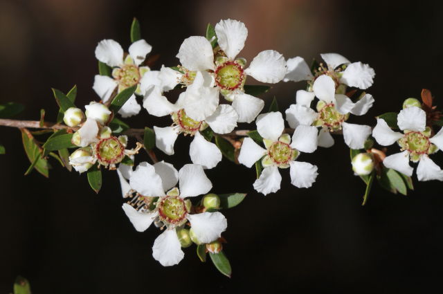 Leptospermum trinervium | NB Plant Areas