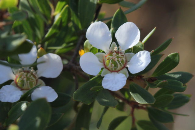 Leptospermum trinervium | NB Plant Areas