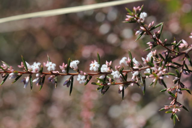 Leucopogon ericoides | NB Plant Areas