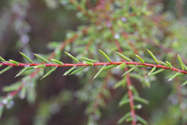 Leucopogon ericoides | NB Plant Areas
