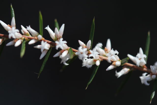 Leucopogon ericoides | NB Plant Areas