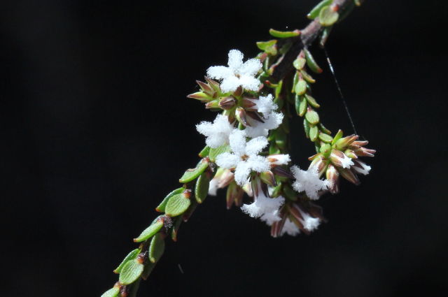 Leucopogon microphyllus | NB Plant Areas