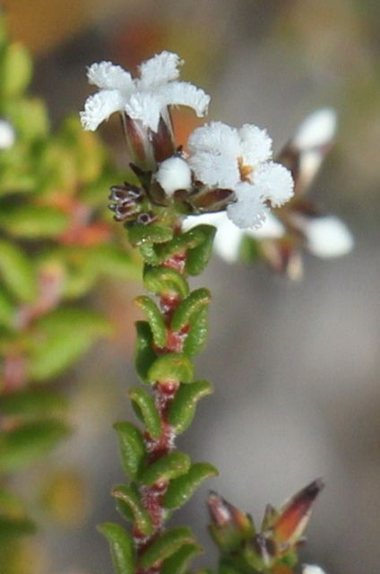 Leucopogon microphyllus | NB Plant Areas