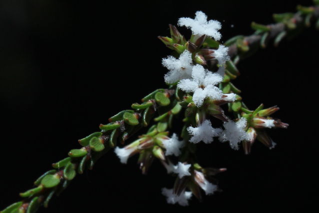 Leucopogon microphyllus | NB Plant Areas