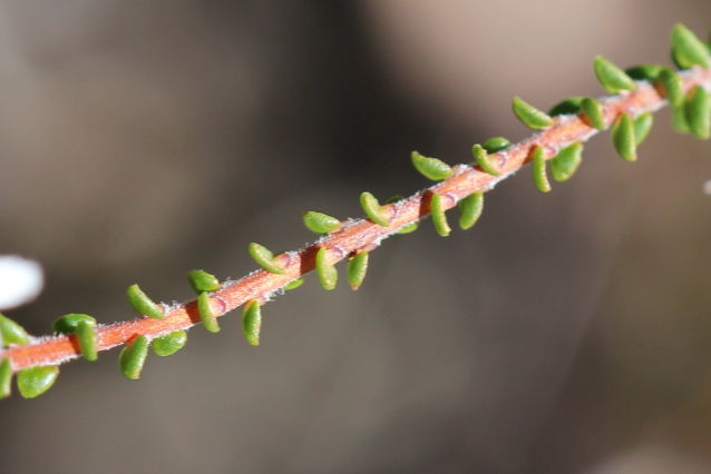 Leucopogon microphyllus | NB Plant Areas