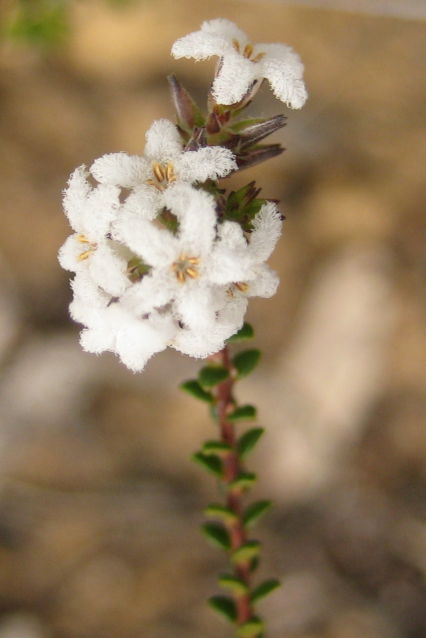 Leucopogon microphyllus | NB Plant Areas
