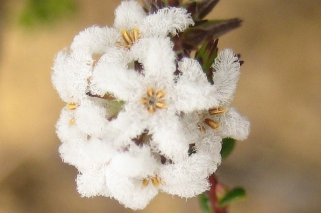 Leucopogon microphyllus | NB Plant Areas