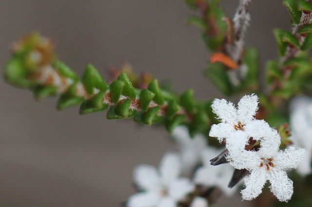 Leucopogon microphyllus | NB Plant Areas
