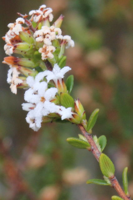 Leucopogon microphyllus | NB Plant Areas