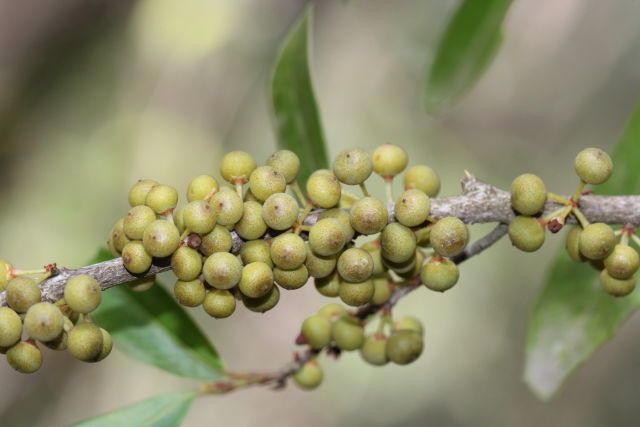Myrsine variabilis | NB Plant Areas