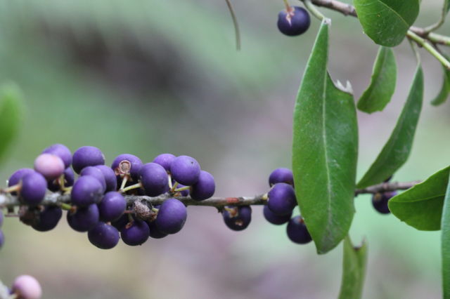 Myrsine variabilis | NB Plant Areas