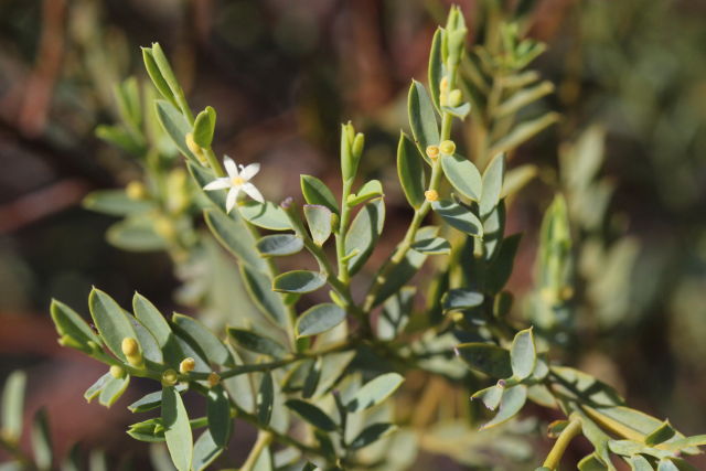 Olax stricta | NB Plant Areas