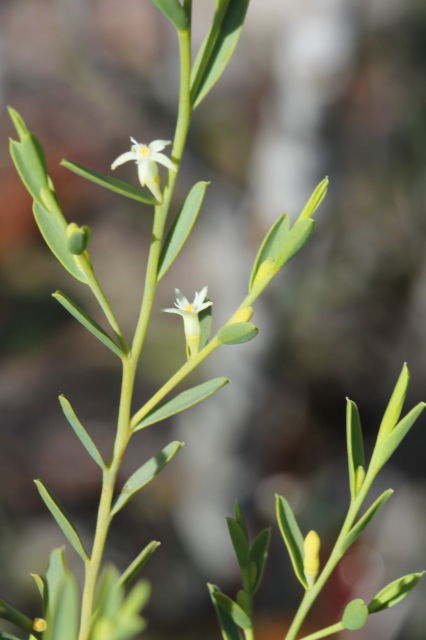 Olax stricta | NB Plant Areas