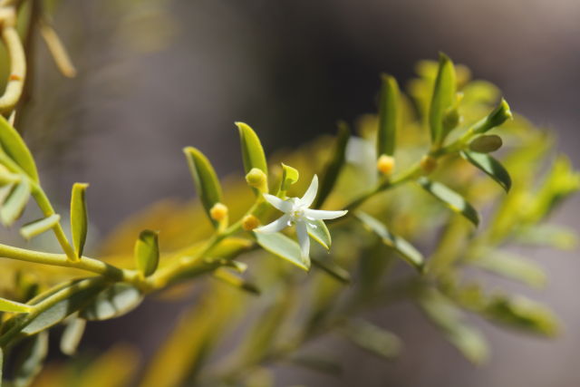 Olax stricta | NB Plant Areas