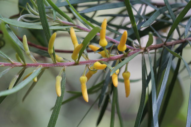 Persoonia linearis | NB Plant Areas