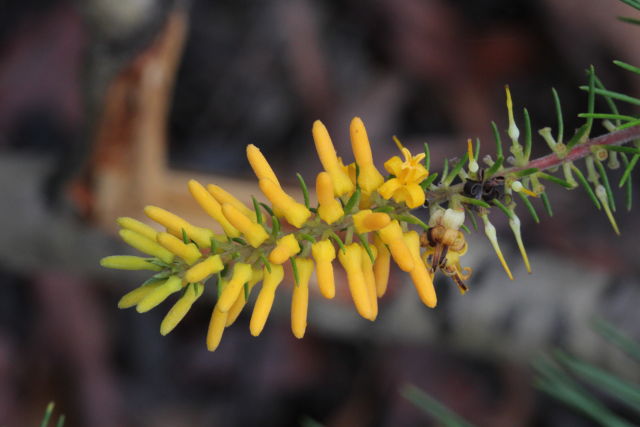Persoonia pinifolia | NB Plant Areas