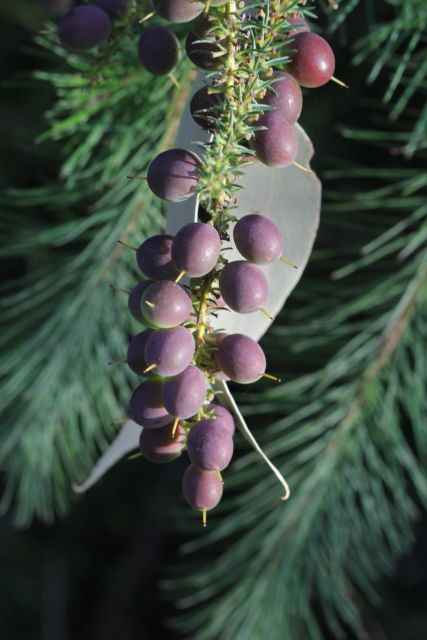 Persoonia pinifolia | NB Plant Areas