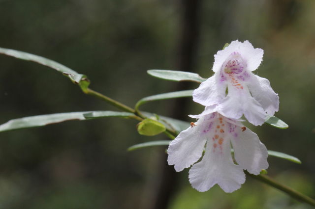 Prostanthera linearis | NB Plant Areas