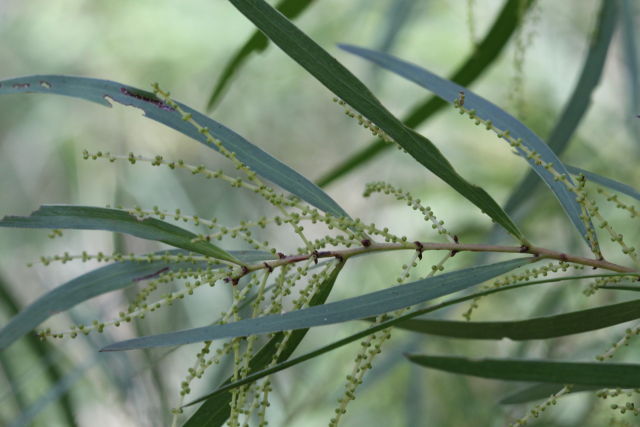 Acacia floribunda | NB Plant Areas