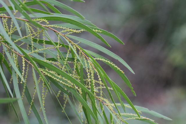 Acacia floribunda | NB Plant Areas