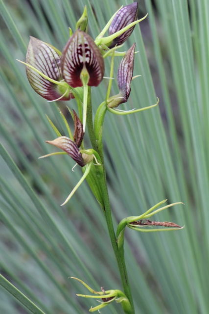 Cryptostylis erecta | NB Plant Areas
