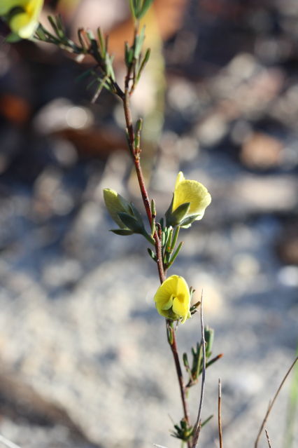Gompholobium glabratum | NB Plant Areas