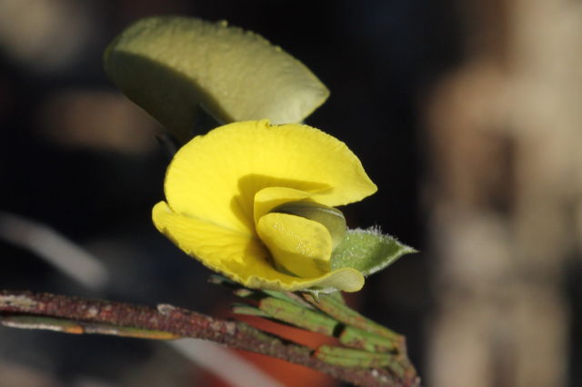 Gompholobium glabratum | NB Plant Areas