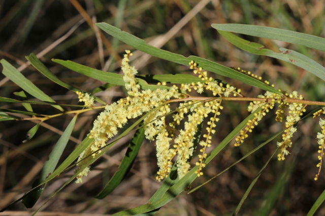 Acacia floribunda | NB Plant Areas